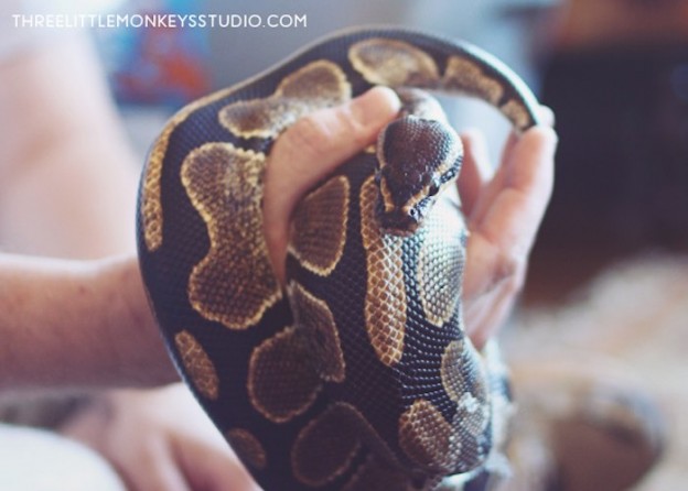 Kara's Party Ideas Reptiles & Amphibians Themed Birthday Party | Kara's ...